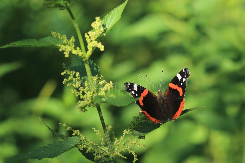 Red Admiral Butterfly on Nettle Stock Image - Image of butterfly ...