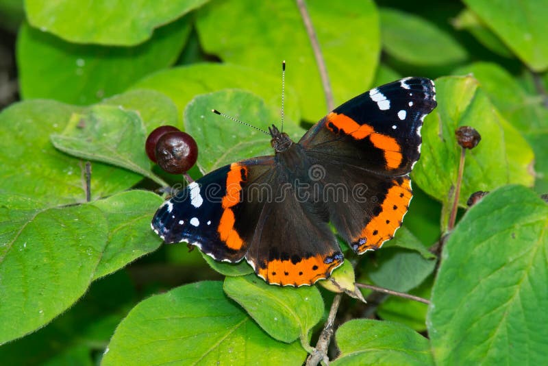 Red Admiral Butterfly - Vanessa Atalanta Stock Image - Image of living ...
