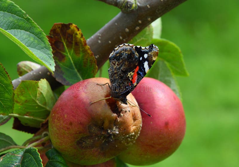 Red Admiral Butterfly on Rotting Apples Stock Image - Image of insects ...