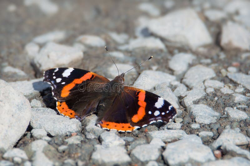 Red Admiral Butterfly on a Stony Path Stock Photo - Image of moth ...