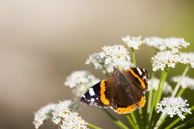 562 Red Admiral Flying Stock Photos - Free & Royalty-Free Stock Photos ...