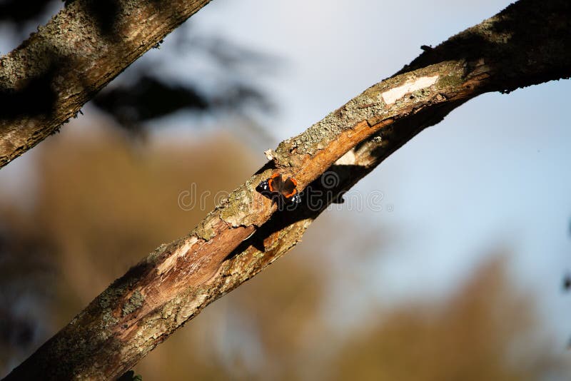 Red Admiral Butterfly Perched and Sunning on the Side of a Tree. Stock ...
