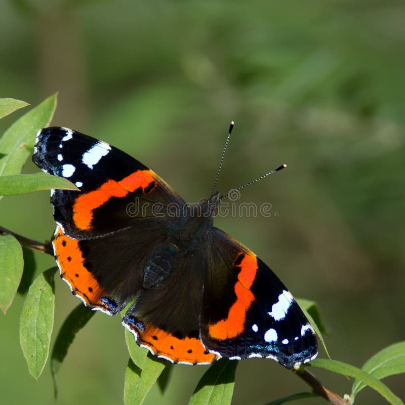 Red Admiral Butterfly (Vanessa Atalanta) Stock Image - Image of blue ...