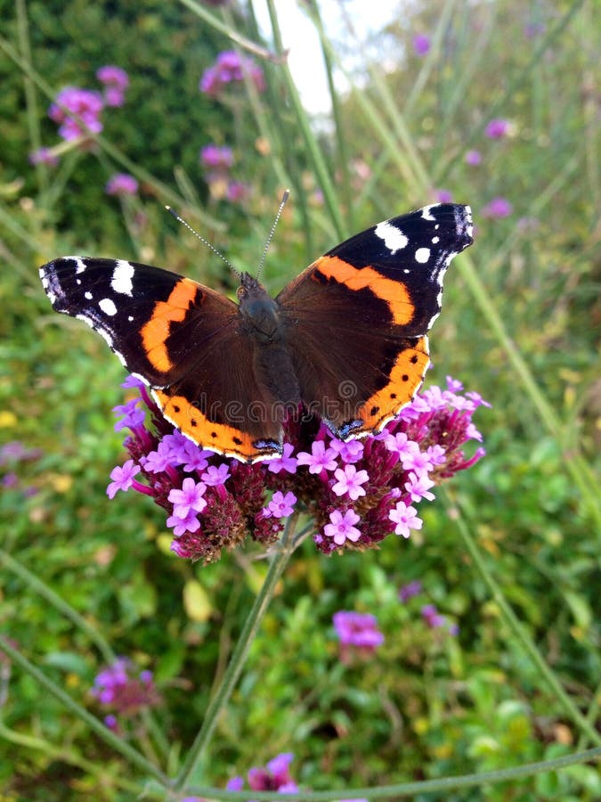 Red Admiral stock image. Image of butterfly, atalanta - 44461899