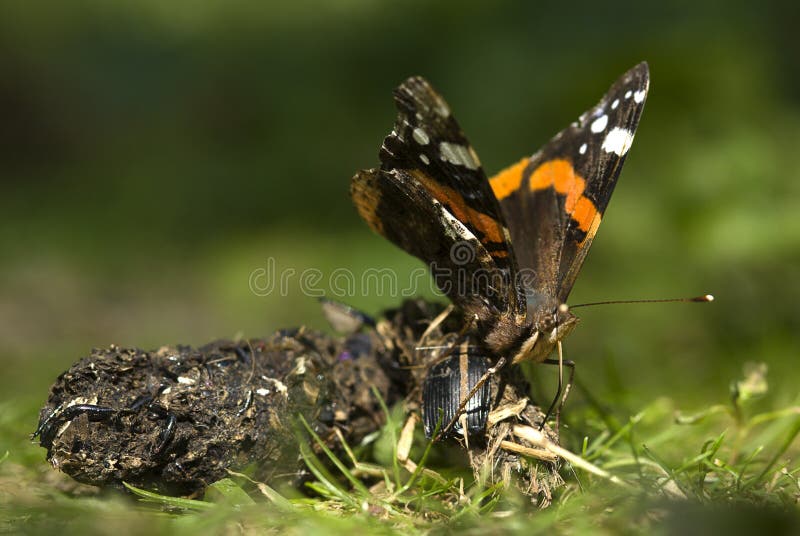 Red Admiral Butterfly (Vanessa Atalanta) Stock Image - Image of admiral ...