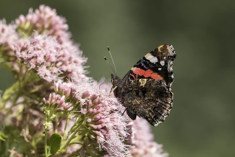 Red Admiral Butterfly, Vanessa Atalanta, Pollinating Stock Image ...