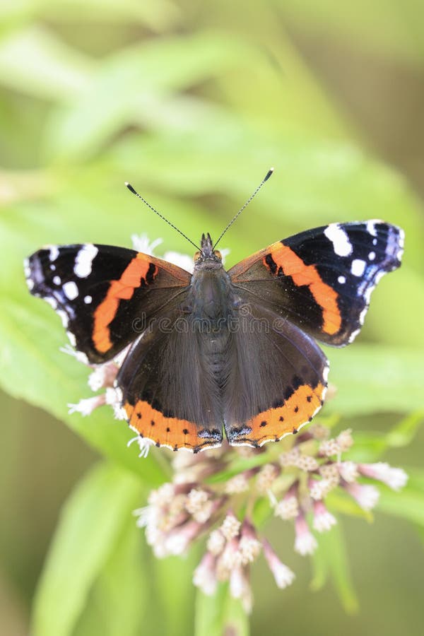 Red Admiral Butterfly (Vanessa Atalanta) Stock Image - Image of ...
