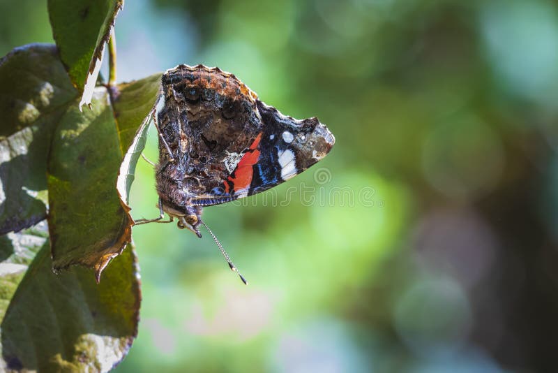 Red Admiral Butterfly, Vanessa Atalanta, Resting Stock Photo - Image of ...
