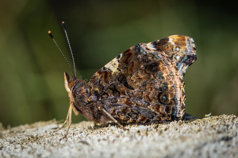 Red Admiral Butterfly Viewed from the Side Stock Photo - Image of ...