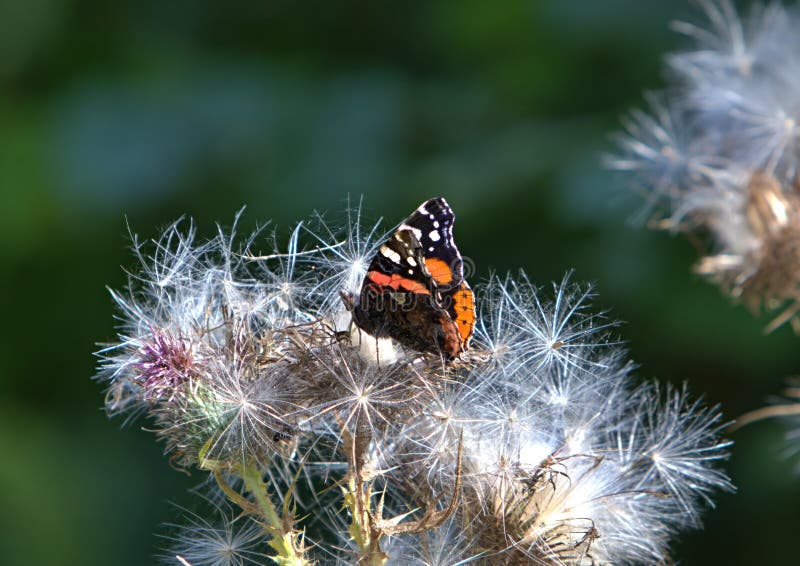 Red Admiral Butterfly on White Fluffy Thistle Seeds Stock Image - Image ...