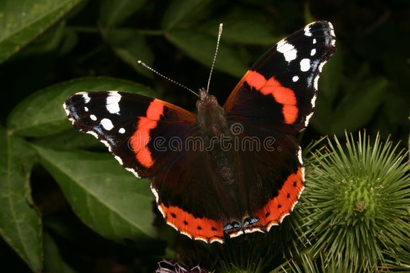 Top View of a Red Admiral Butterfly, Vanessa Atalanta Stock Image ...