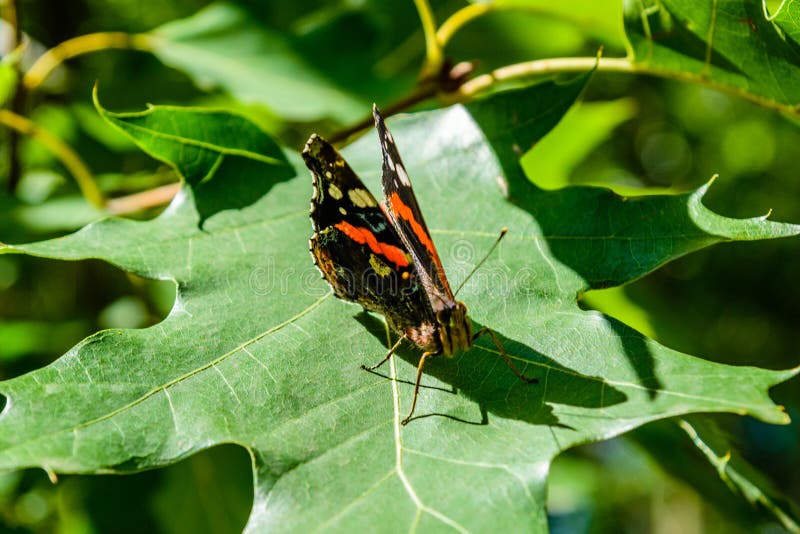 Red Admiral Vanessa Atalanta Butterfly on the Leaf of Oak Tree Stock ...