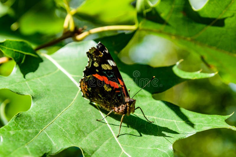 Red Admiral Butterfly (Vanessa Atalanta) Stock Image - Image of ...