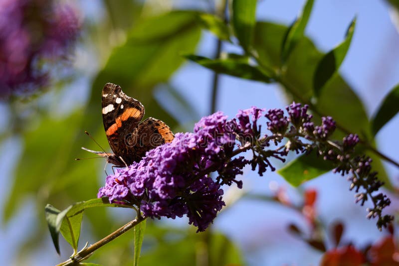 Red Admiral, Vanessa Atalanta, Feeding on a Buddleia Stock Photo ...