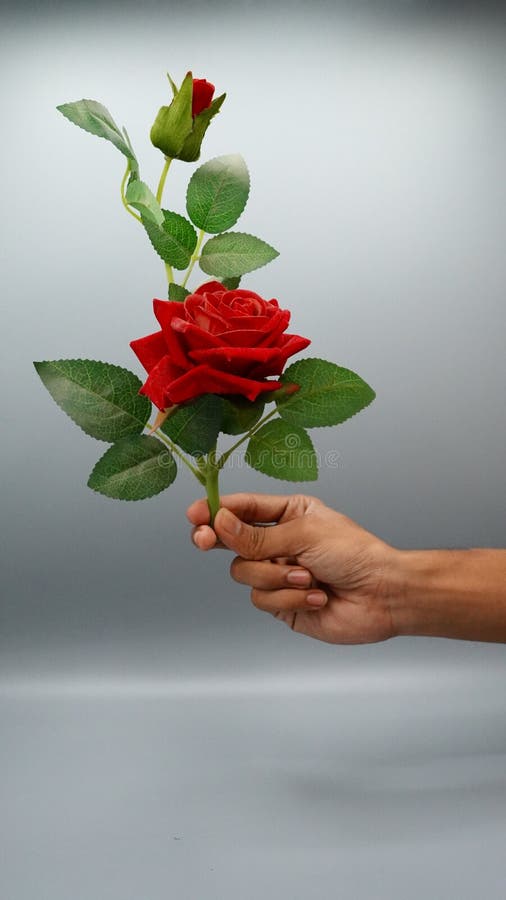 Red Adorable Bloomed Rose in Hand Stock Image - Image of petal ...