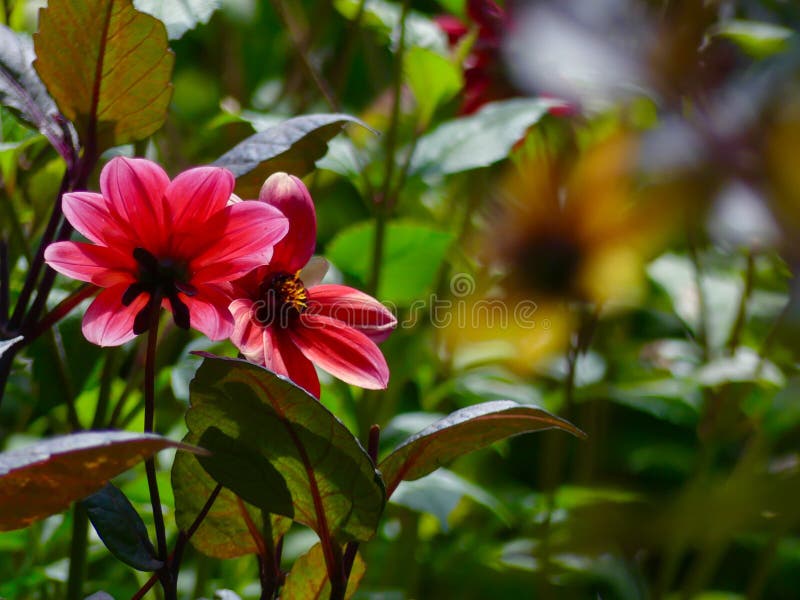 Red Aesthetics stock photo. Image of flowers, aesthetics - 143397610