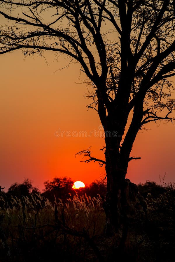 Red Africa Sunset stock image. Image of safari, saharan - 60860583