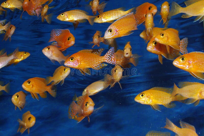 Red African Cichlids Firefish Stock Photo - Image of firefish, fire ...