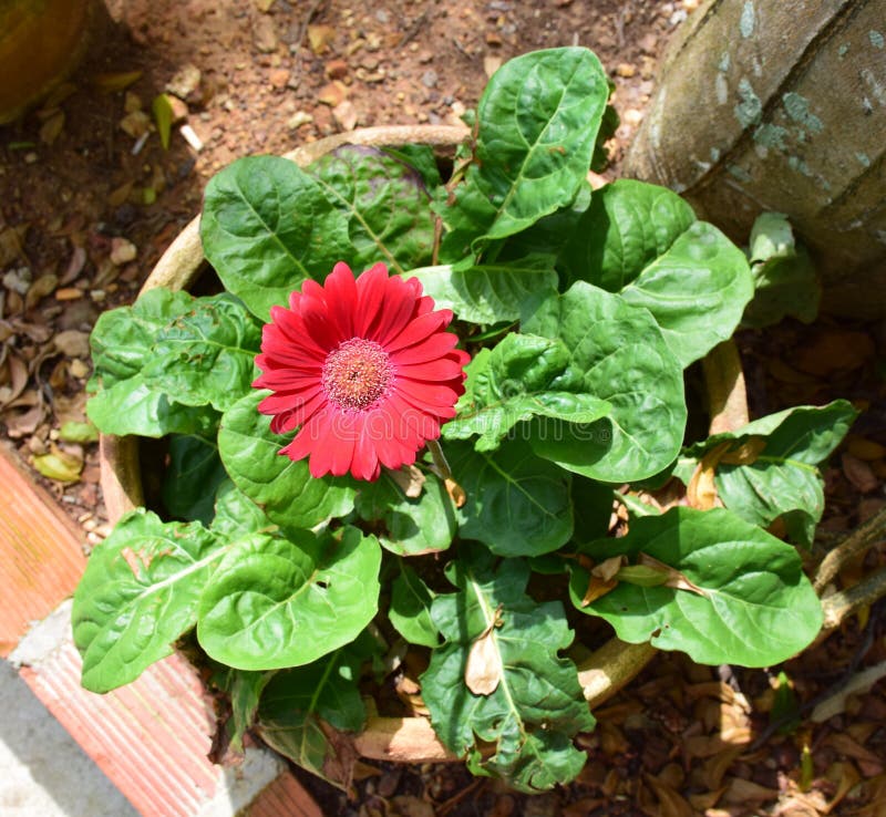Red African Daisy Plant at Chanthaburi. Stock Photo - Image of ...