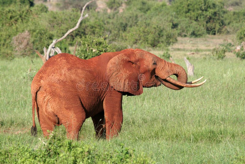 Red African Elephant stock image. Image of africa, tusk - 1674547