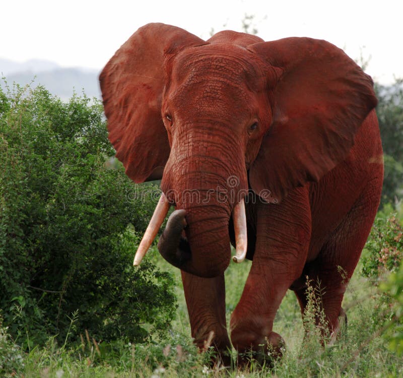 Red african elephant stock image. Image of elephants - 62892421