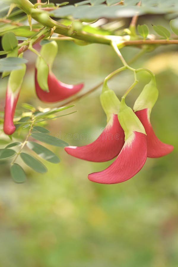 Red agasta stock image. Image of grandiflora, organic - 162714511