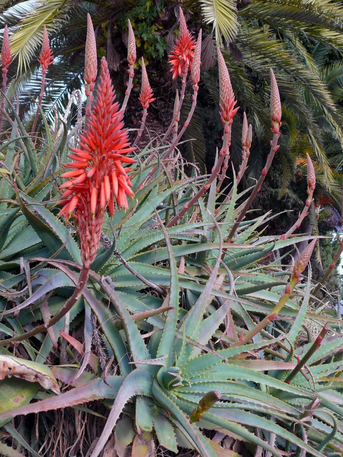 Red Agave Flowers in Morocco Stock Photo - Image of green, tree: 47248900