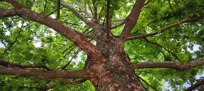 Red Aged Plane Tree. Fork of Branches Stock Image - Image of charming ...