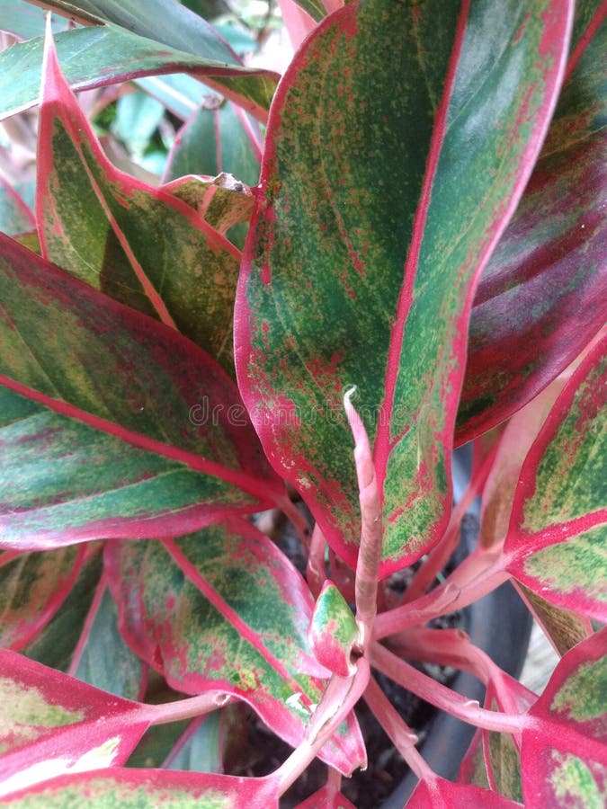 Red Aglaonema Plants stock photo. Image of branch, green - 268313888
