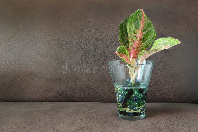 160 Aglaonema Lipstick Stock Photos - Free & Royalty-Free Stock Photos ...