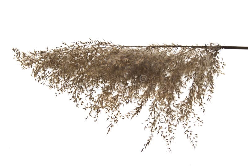 Red Aislada En Fondo Blanco Foto de archivo - Imagen de crezca, prado ...