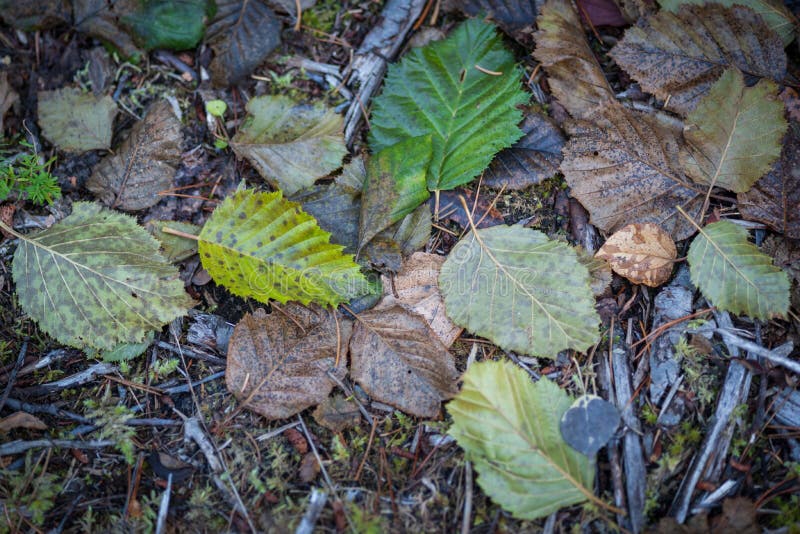 Red Alder - Fallen Leaves stock image. Image of fall - 129492867