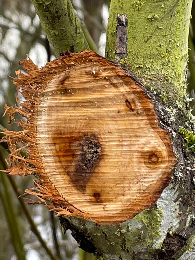 Red Alder Tree Cut 01 stock image. Image of natural - 325738149
