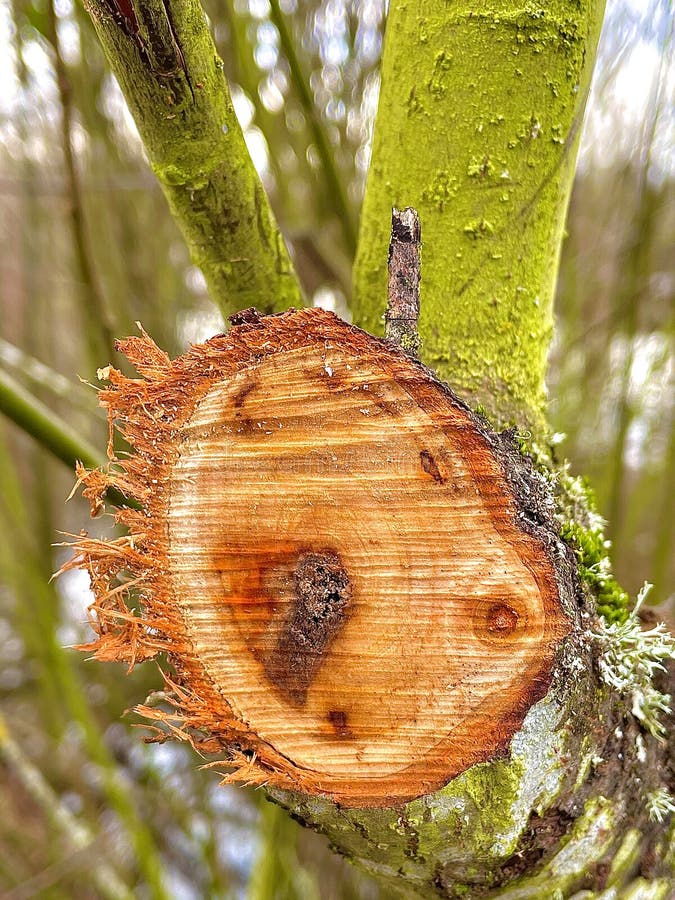 Red Alder Tree Cut 03 stock photo. Image of forest, rubra - 325738154