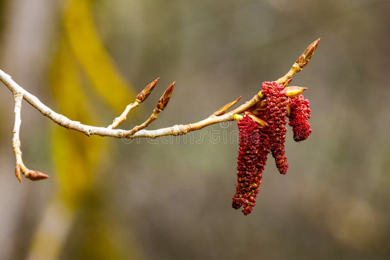 Red Alder Tree Seeds in the Spring Stock Photo - Image of tree, season ...