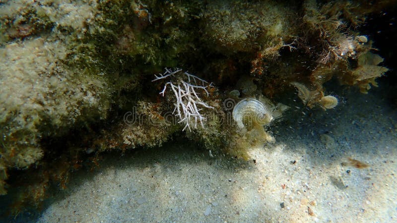Red Algae Amphiroa Rigida Undersea, Aegean Sea, Greece, Syros Island ...