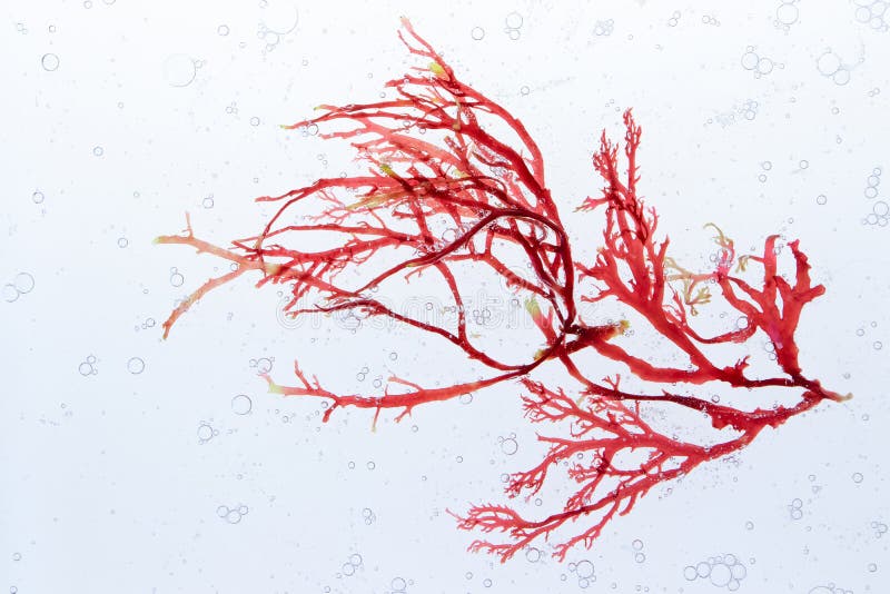 Red Algae or Rhodophyta Isolated Transparent Png Stock Image - Image of ...
