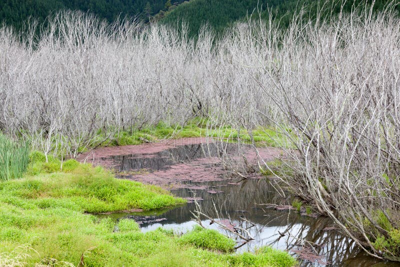 Red Algae and Dead Trees Para Wetlands Stock Image - Image of light ...