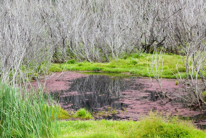 Red Algae and Dead Trees Para Wetlands Stock Photo - Image of trees ...