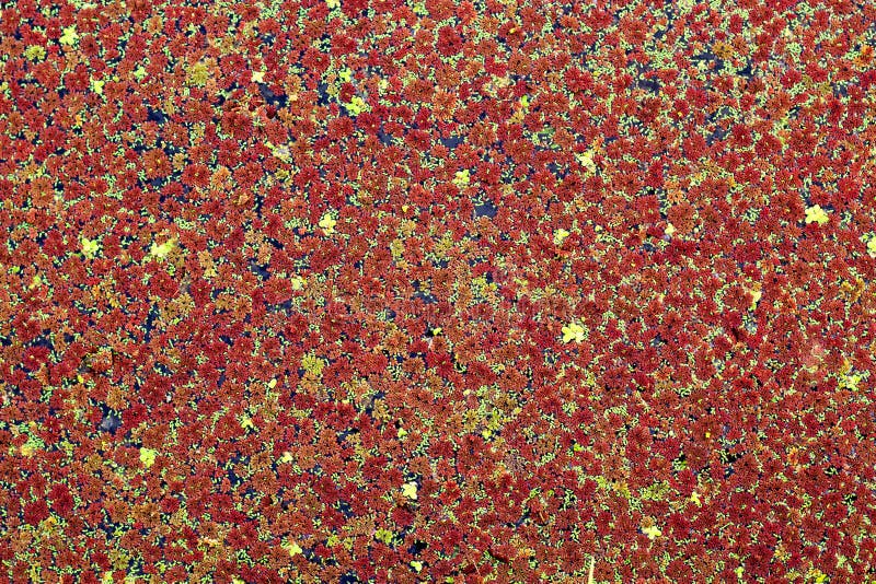 Red algae stock image. Image of nature, pretty, plant - 38389569