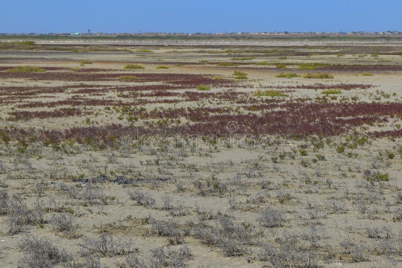 Red Algae Grow in Salt Desert Landscape Stock Image - Image of salt ...