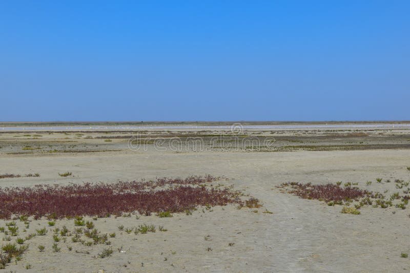 Red Algae Grow in Salt Desert Landscape Stock Image - Image of pink ...