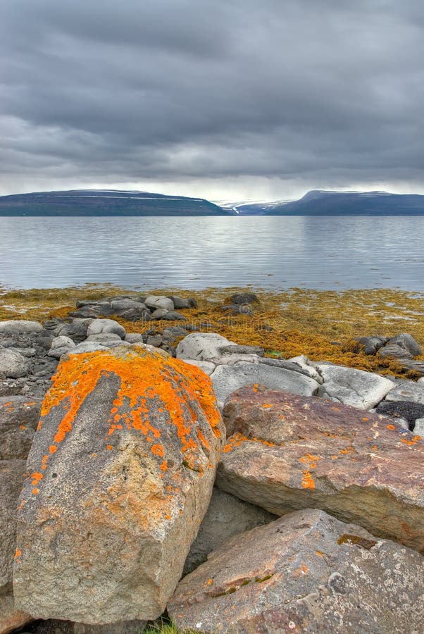 Red Algae On Icelandic Rocks Stock Image - Image of rock, cold: 3937481