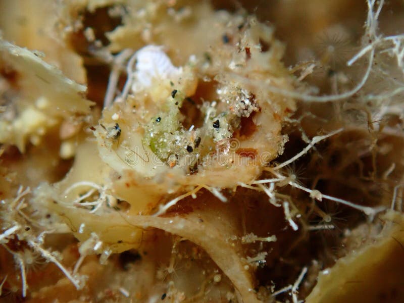 Red Algae Radicilingua Thysanorhizans and Hydroid (species ...