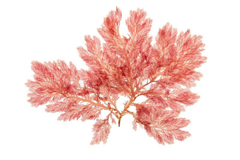 Red Algae or Rhodophyta Branch Isolated on White. Transparent Png ...