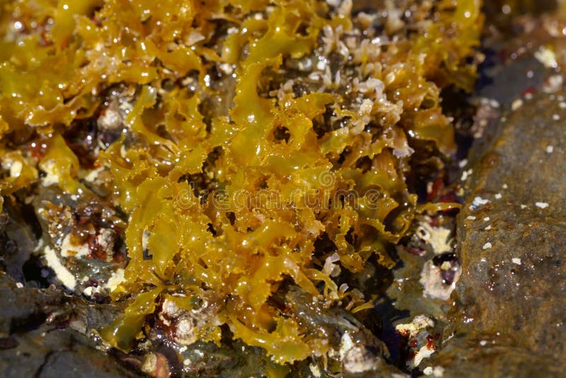 The Red Algae Rissoella Verruculosa on a Rock Stock Image - Image of ...