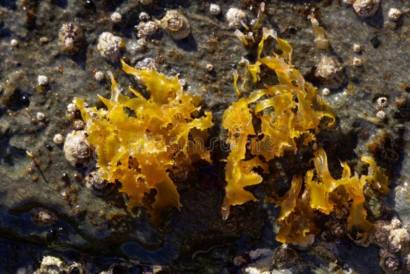 The Red Algae Rissoella Verruculosa on a Rock Stock Image - Image of ...