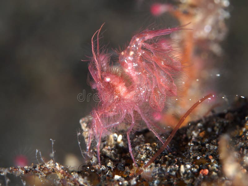 Red algae shrimp stock photo. Image of reef, arthropoda - 66158882