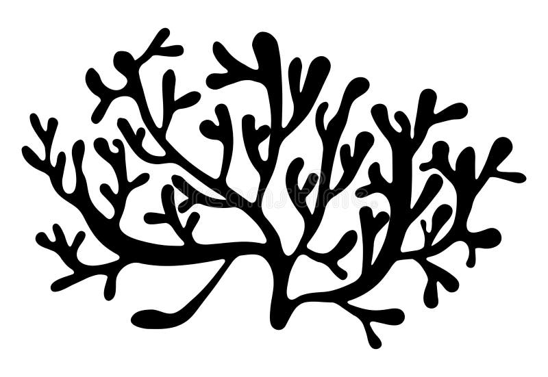 Red Coralline Algae Drawing