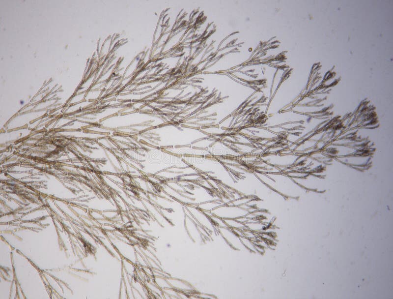 813 Algae Under Microscope Stock Photos - Free & Royalty-Free Stock ...